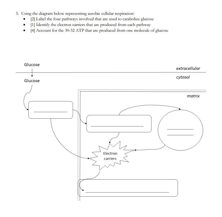 Solved 5. Using the diagram below representing aerobic | Chegg.com