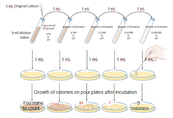Solved 1 For the serial dilution problem below, the total | Chegg.com