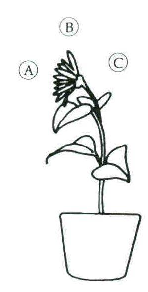 Solved The growth behavior of the plant shown by the diagram | Chegg.com