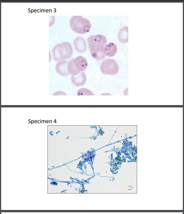 Solved Specimen 1 Specimen 2 \}2Specimen 3 SpecSpecimen 5 | Chegg.com