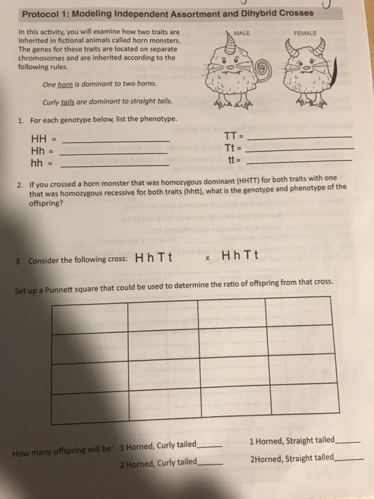 Activities Dihybrid Cross