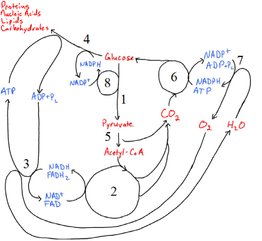 Solved Proteins Arocleic Acids Carbohydratess 4 ATP Pyruvate | Chegg.com