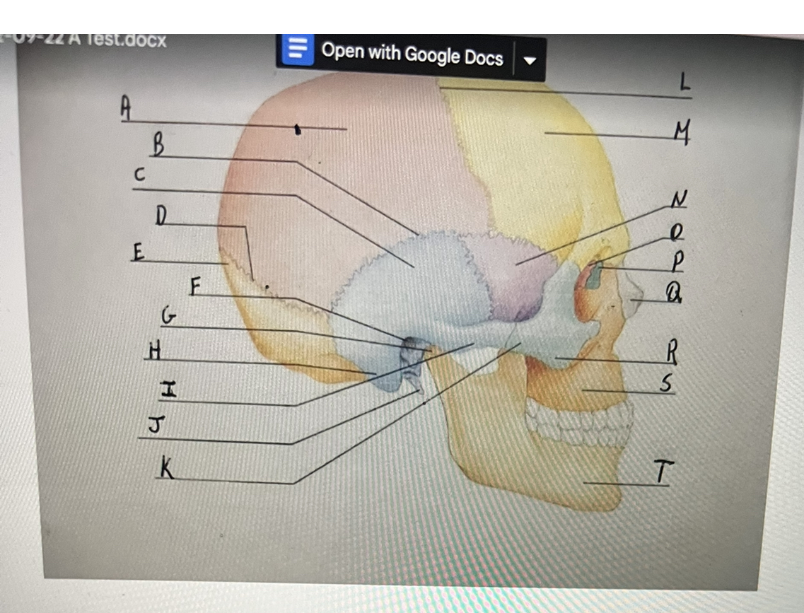 Using the above pictured human skull example list the | Chegg.com