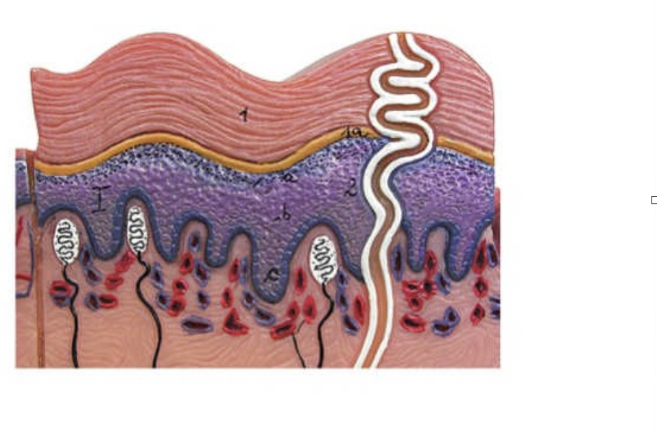 Layers Of The Dermis Papillary And Reticular