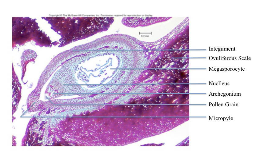 Solved Cuticle Resin Duct Epidermis Mesophyll Endodermis | Chegg.com