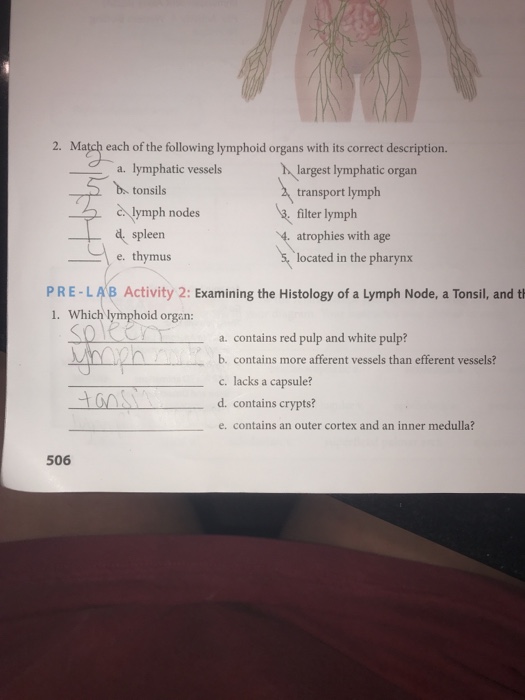 Solved UNIT 23 1 Anatom PRE-LAB Activity 3: Identifying | Chegg.com
