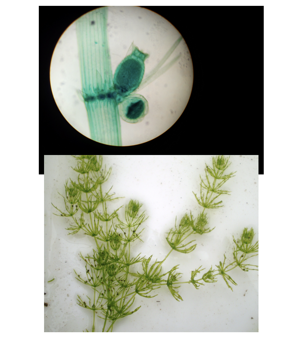 Solved 1. Observe the prepared slide of the Chara | Chegg.com