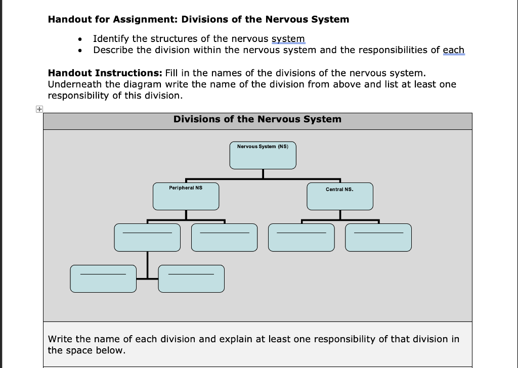 Solved Handout for Assignment: Divisions of the Nervous | Chegg.com