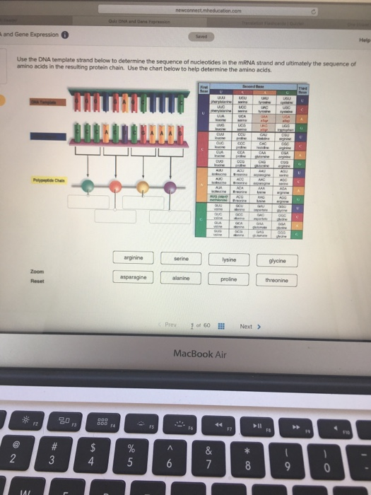 Solved and Gene Expression Use the DNA template amino acids | Chegg.com