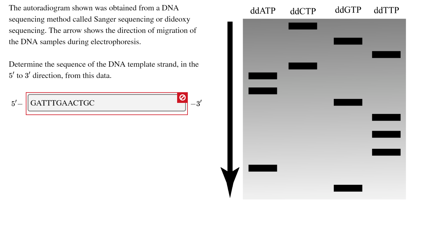 Solved ddATP ddCTP ddGTP ddTTP The autoradiogram shown was | Chegg.com