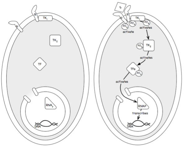 Solved The following is a schematic of a generic signaling | Chegg.com