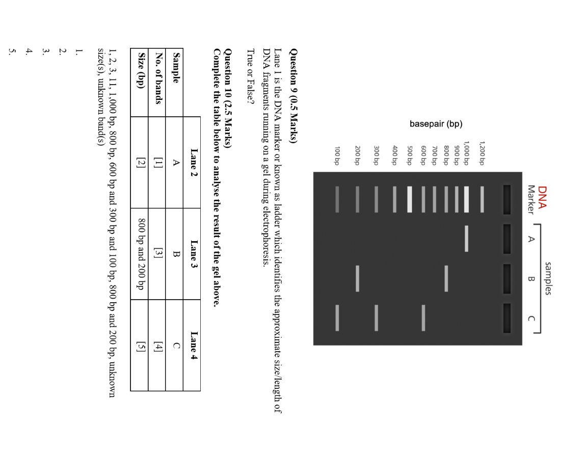 "EcoR1" and "BamH1" are enzymes which only cut DNA at | Chegg.com