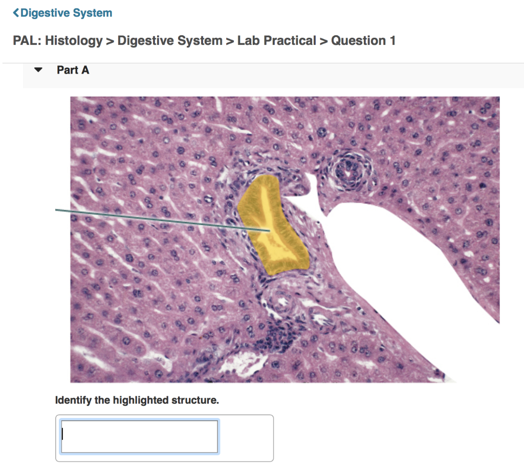 Solved Digestive System > Lab Practical > Question 1 Part A | Chegg.com