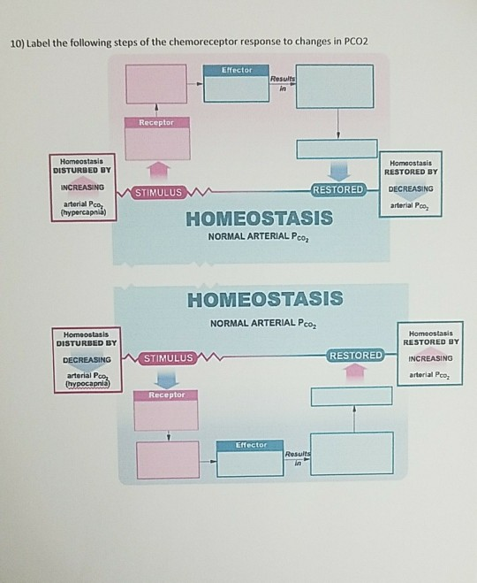 Solved 10) Label the following steps of the chemoreceptor | Chegg.com