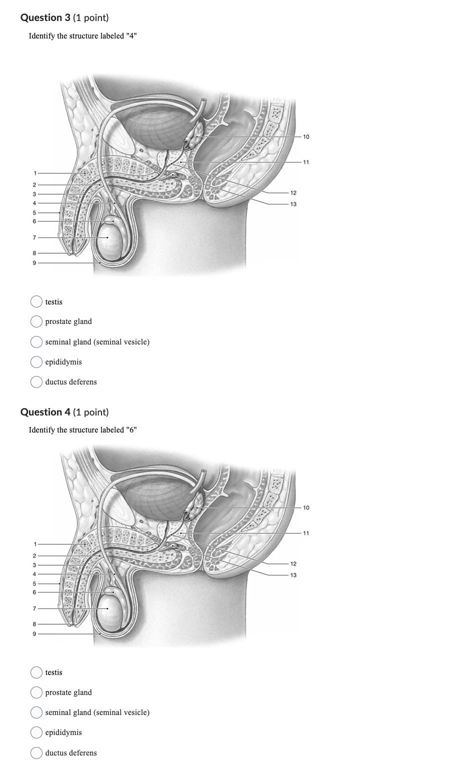 Solved Question 3 (1 point) Identify the structure labeled | Chegg.com