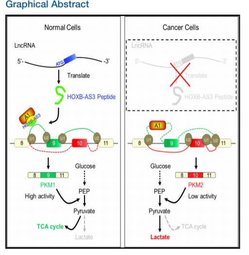 Solved Explain the Graphical Abstract figure on the first | Chegg.com