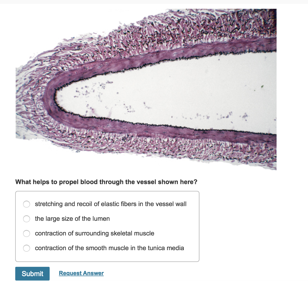 Solved What helps to propel blood through the vessel shown | Chegg.com