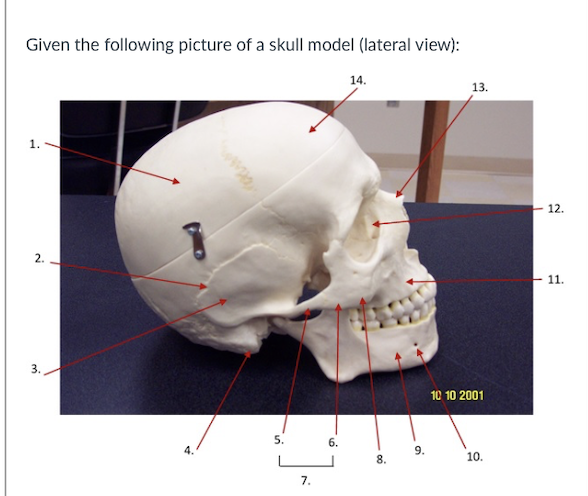 Solved Given the following picture of a skull model (lateral | Chegg.com