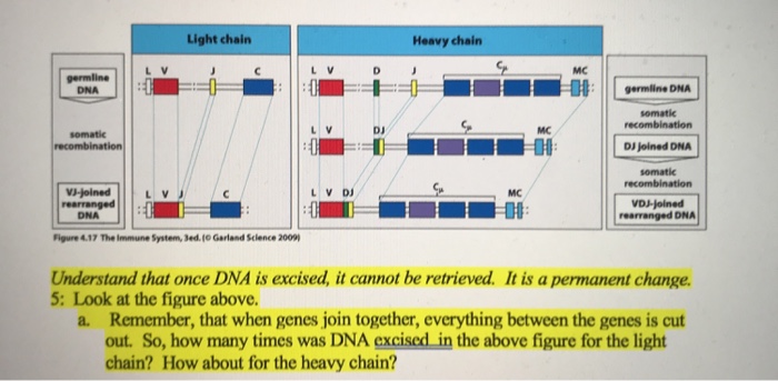 Solved Light chain Heavy chain L V MC DNA germline DNA DJ MC | Chegg.com