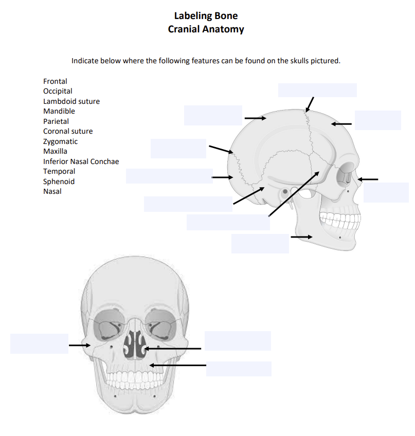 Labeling BoneCranial AnatomyIndicate below where the | Chegg.com
