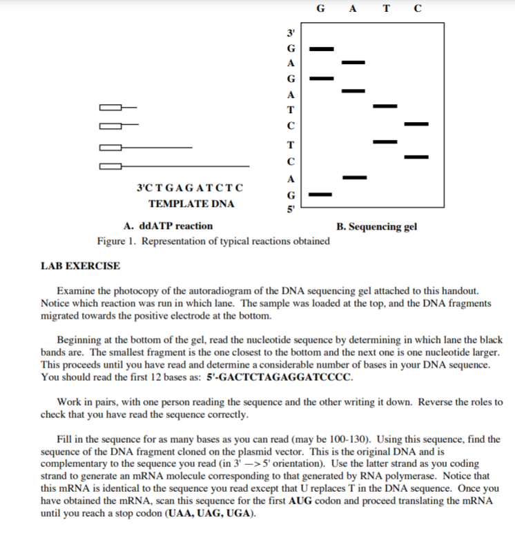 DNA SEQUENCING-SANGER'S DIDEOXY METHOD Sequencing of | Chegg.com