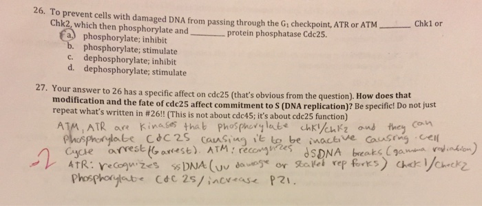 Solved 26. To prevent cells with damaged DNA from passing | Chegg.com