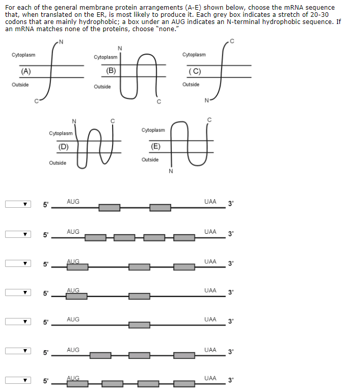 Solved For each of the general membrane protein arrangements | Chegg.com