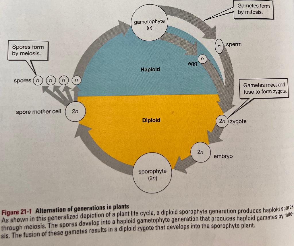 Solved As shown in this generalized depiction of a plant | Chegg.com
