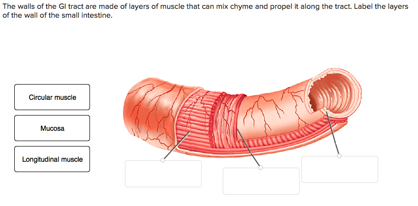 Solved The walls of the GI tract are made of layers of | Chegg.com