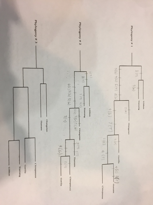 Solved Determine the best tree using parsimony method on the | Chegg.com