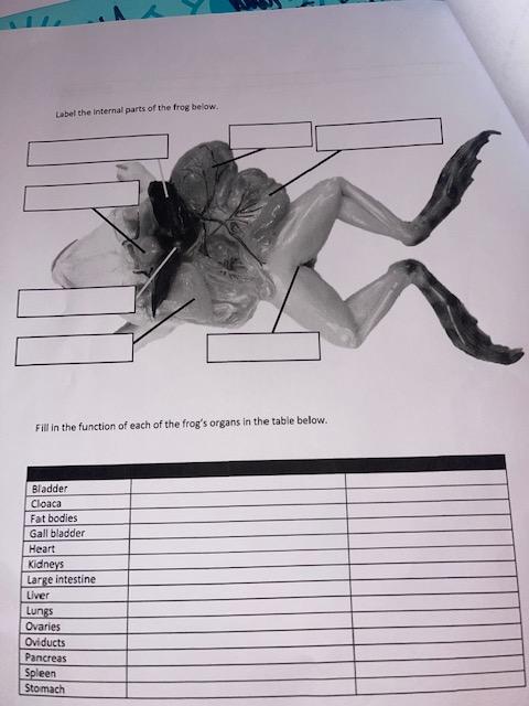 Solved Frog Dissection Pracedure = Complete the frog | Chegg.com