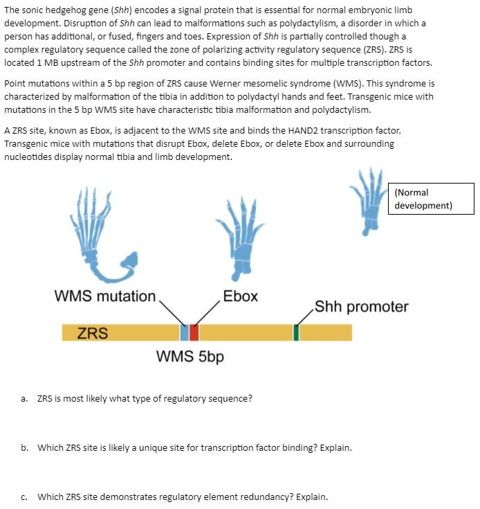 The sonic hedgehog gene (Shh) encodes a signal | Chegg.com