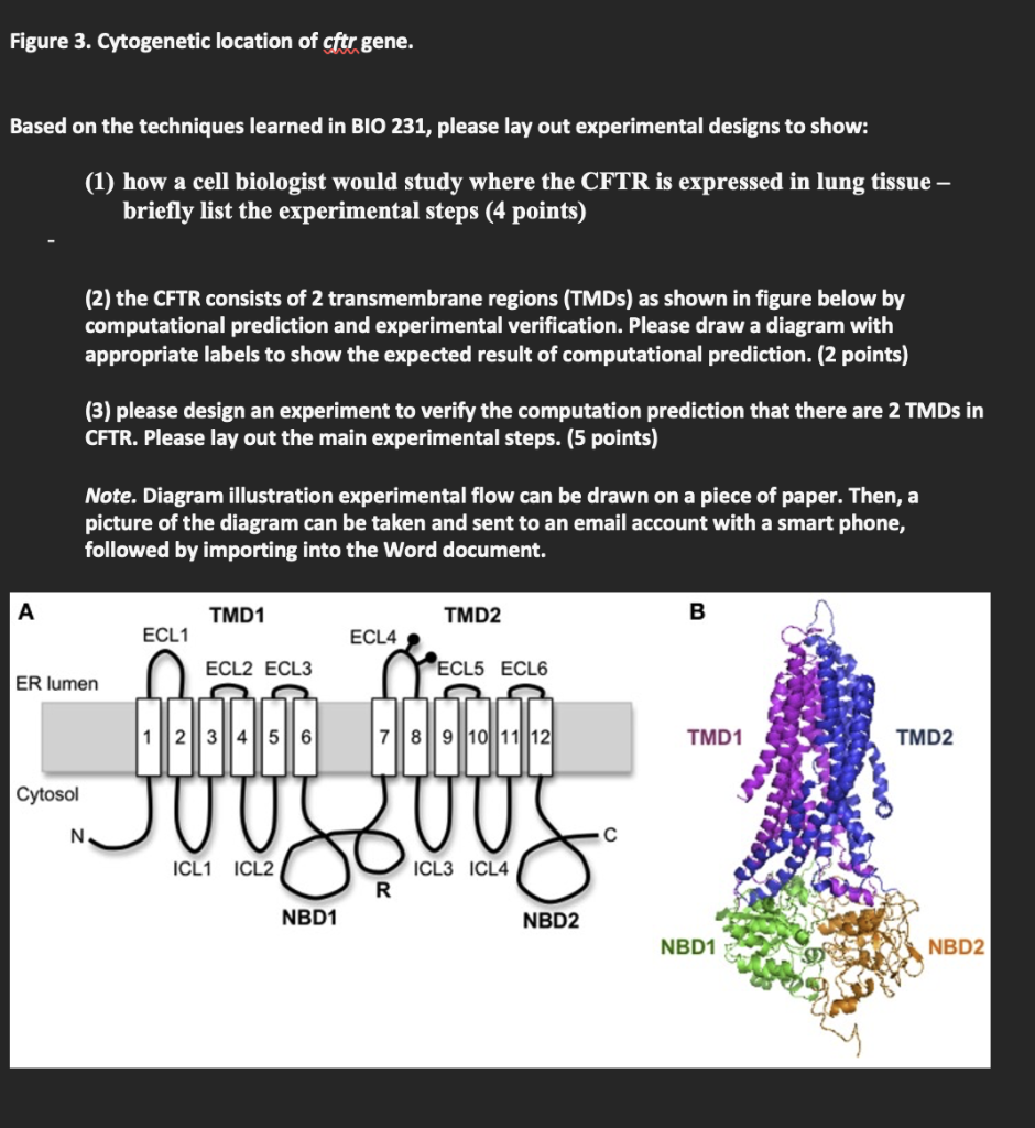 Solved Figure 3. Cytogenetic location of cftr gene. Based on | Chegg.com