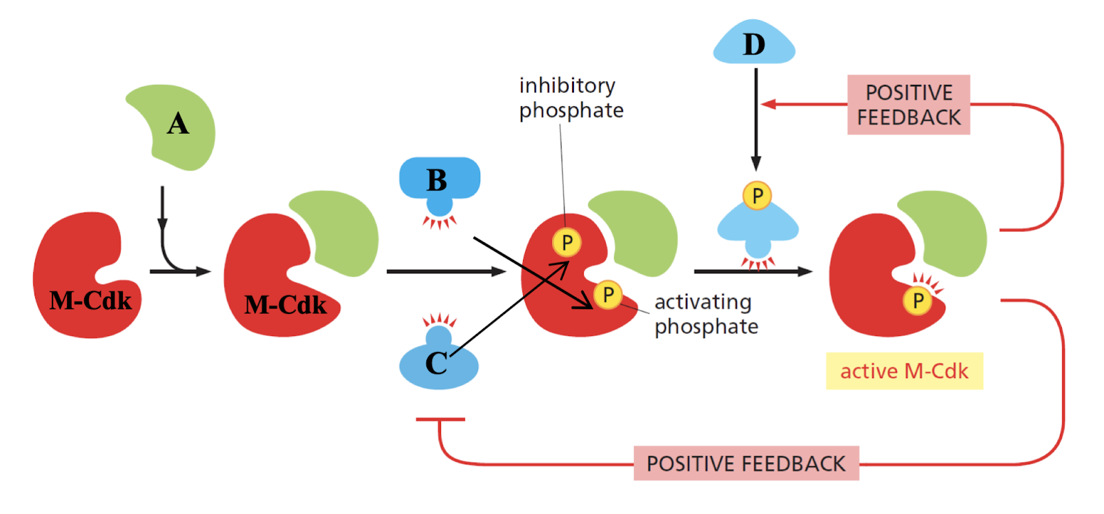 Solved 1. If D is mutated to a non-functional protein, what | Chegg.com
