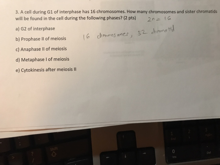 Solved 3. A cell during G1 of interphase has 16 chromosomes. | Chegg.com