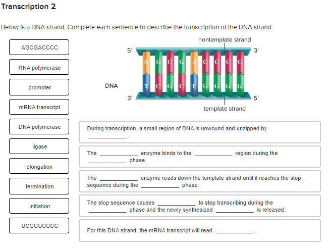 Solved Transcription 2 Below is a DNA strand. Complete each | Chegg.com
