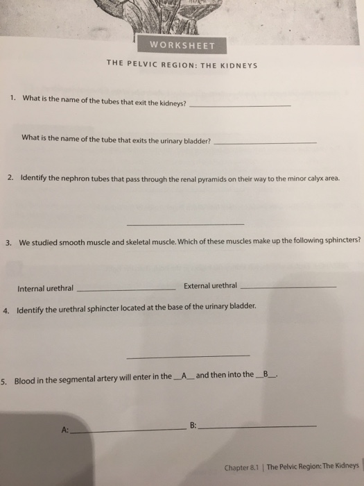 Solved WORKSHEET THE PELVIC REGION: THE KIDNEYS 1. What is | Chegg.com