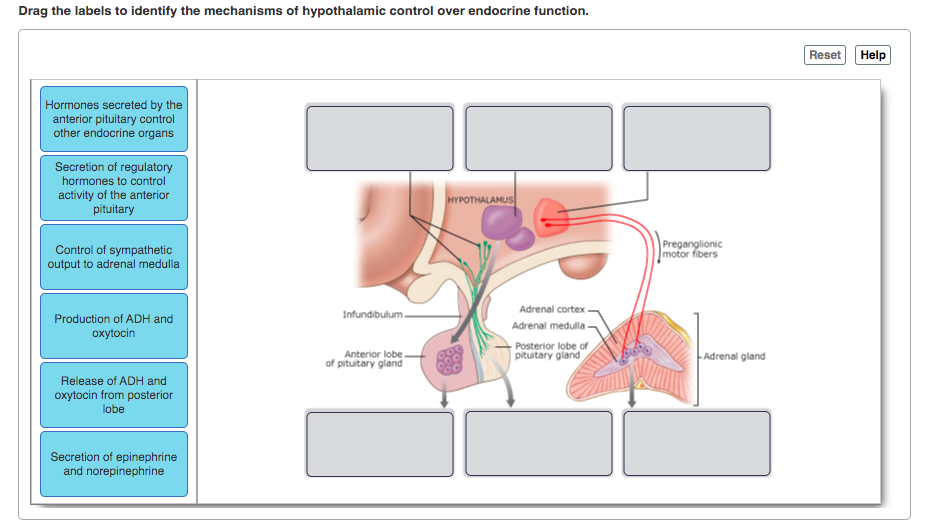 Solved Drag the labels to identify the mechanisms of | Chegg.com