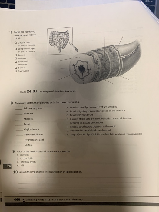 Solved 2 Label the following structures on Figure 24.29 Body | Chegg.com