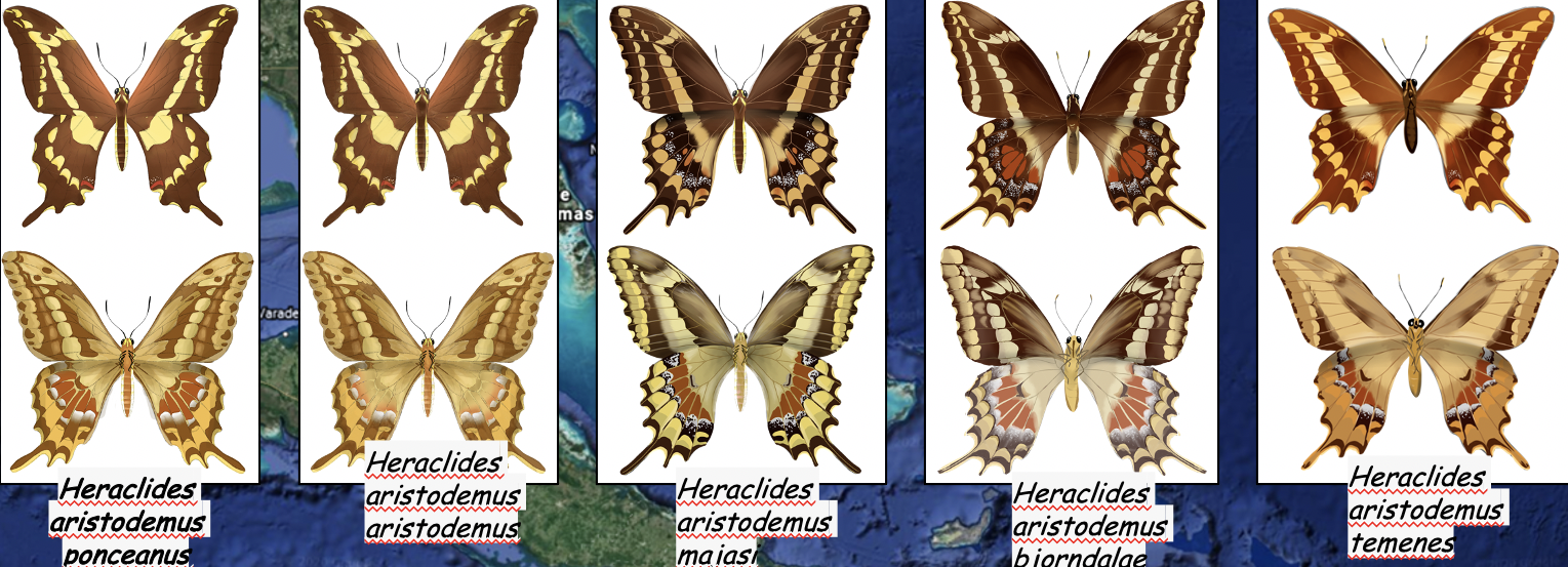 Make a dichotomous key based on the butterfly images. | Chegg.com