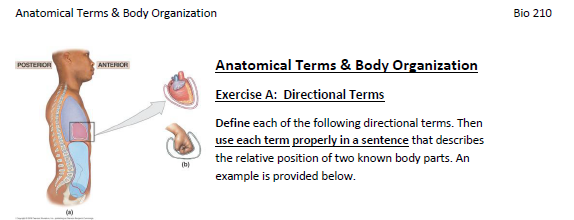Solved Anatomical Terms & Body Organization Bio 210 | Chegg.com