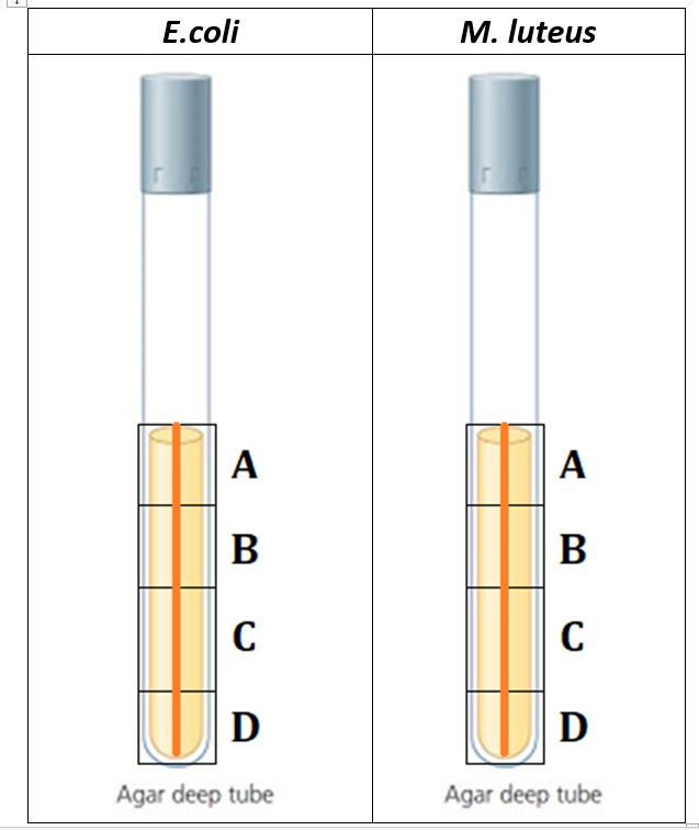 Solved Deep tube samples shown below were inoculated | Chegg.com