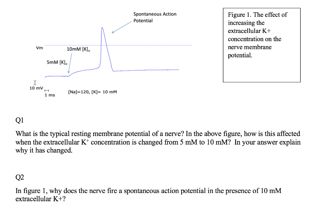 Solved Spontaneous Action Potential Figure 1. The effect of | Chegg.com