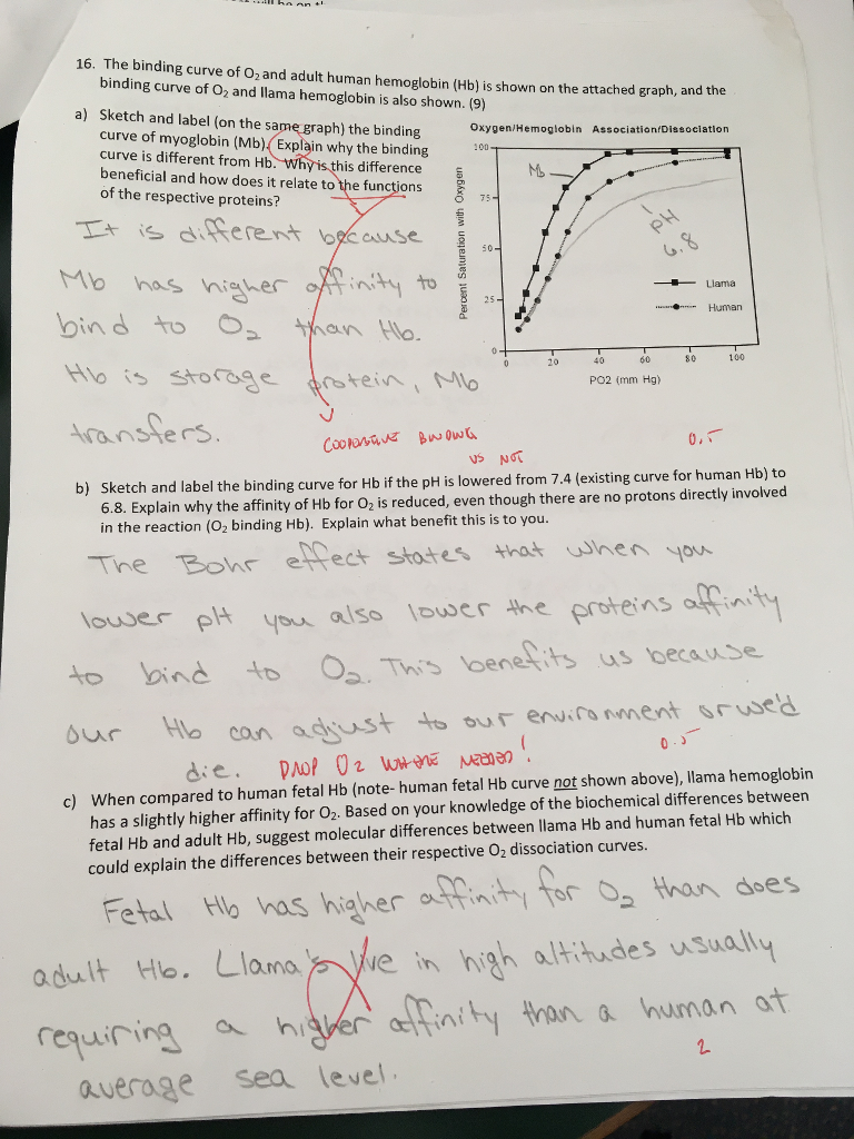 Solved 16. The binding curve of O2 and adult human | Chegg.com