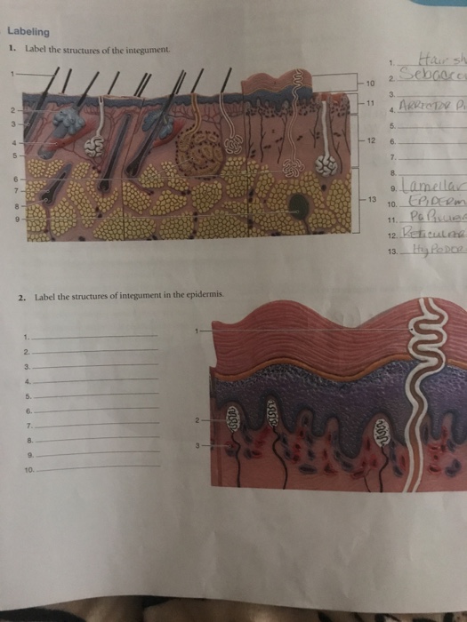 Solved Labeling 1. Label the structures of the integument. | Chegg.com