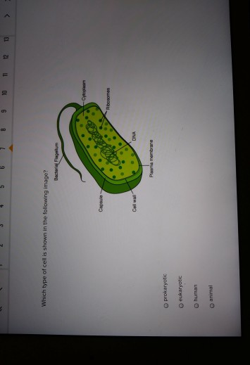 Solved Which type of cell is shown in the following image? | Chegg.com