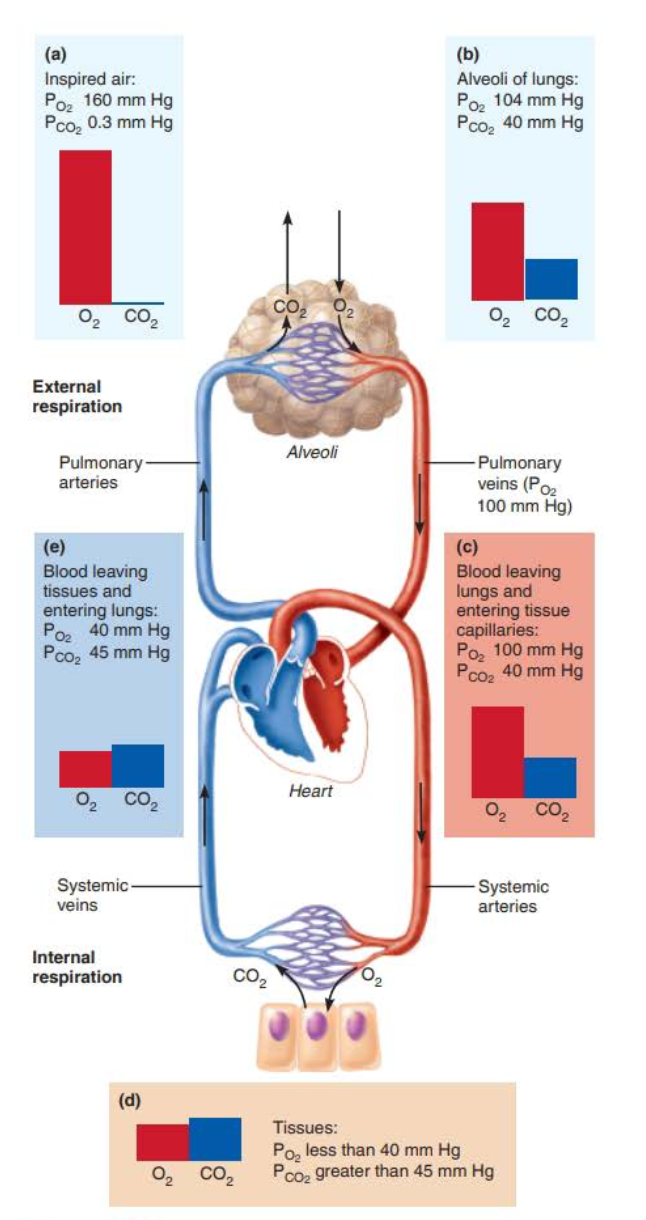 Solved Explain Fig. 22.20 (Partial pressure gradients | Chegg.com