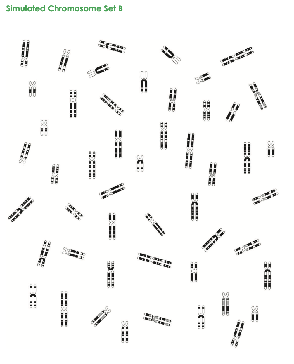 Solved Pair the chromosomes, matching those that have the | Chegg.com
