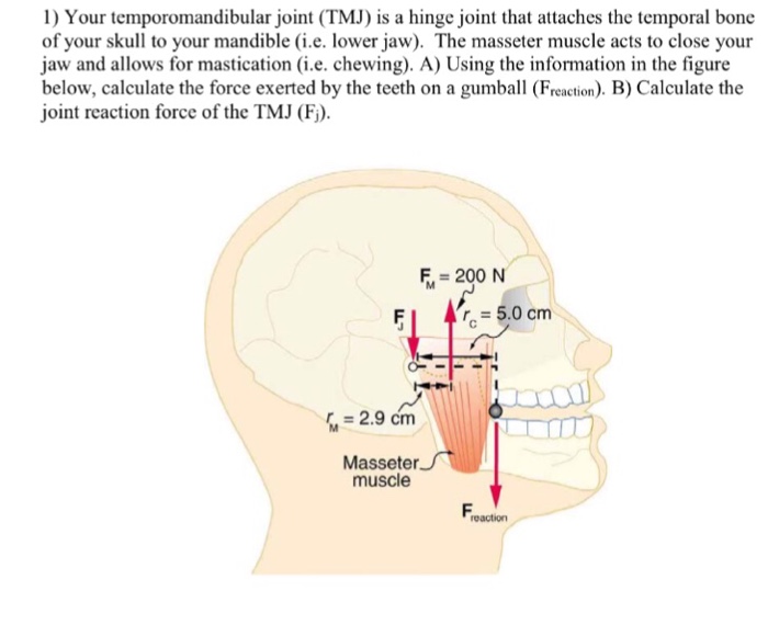 Solved Your temporomandibular joint (TMJ) is a hinge joint | Chegg.com