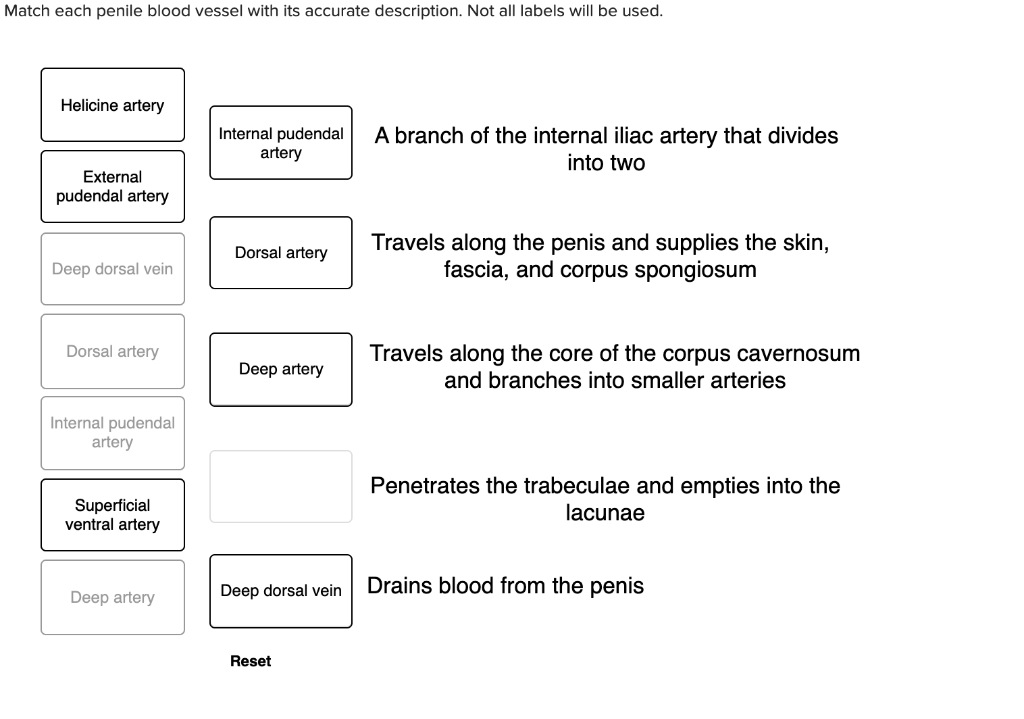 Solved Match each penile blood vessel with its accurate | Chegg.com